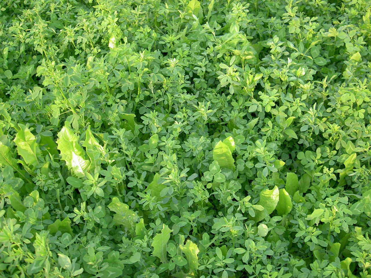 Food Plot Seed / Tecomate Wildlife Systems