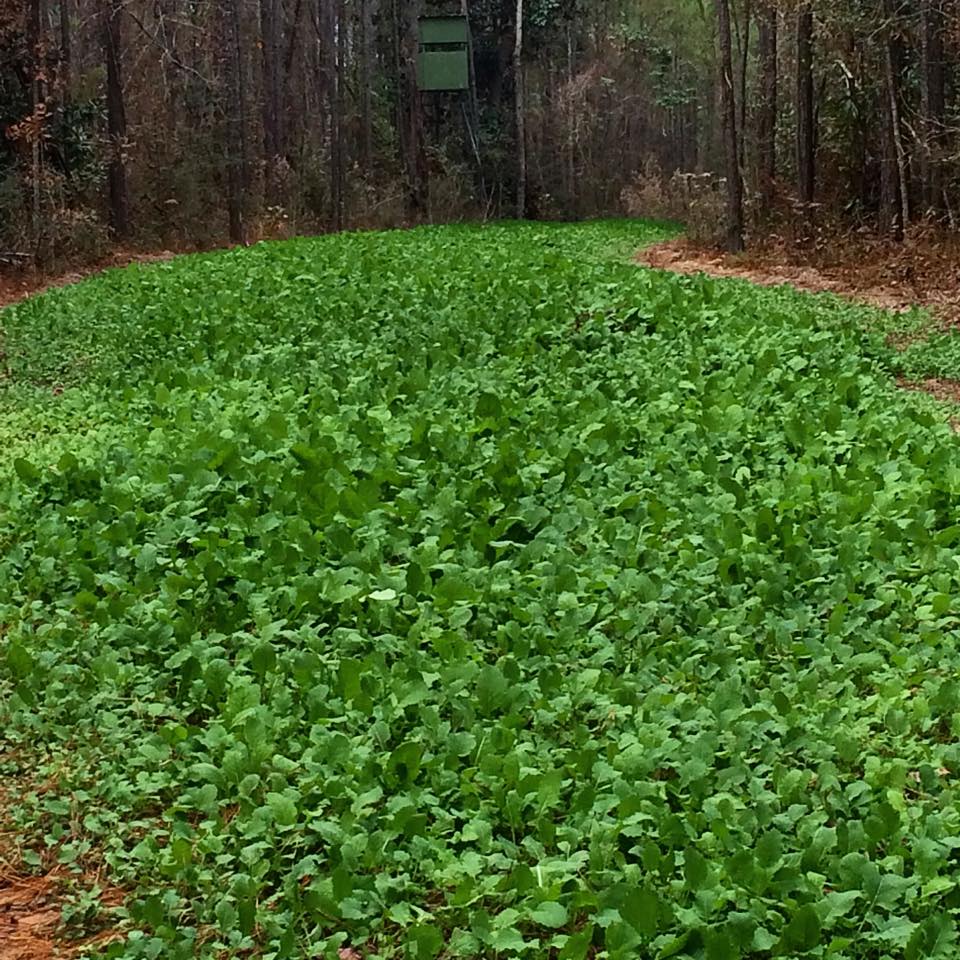 Deer & Turkey Food Plot Seed — Ultra Forage – Tecomate