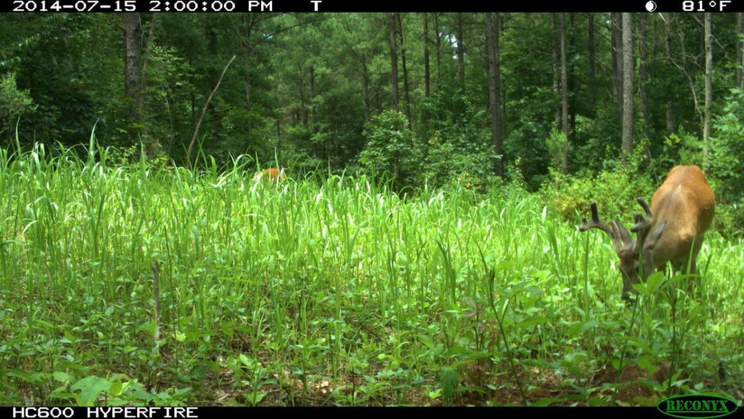 Deer, Turkey, & Game Bird Food Plot Seed — Lablab Plus – Tecomate