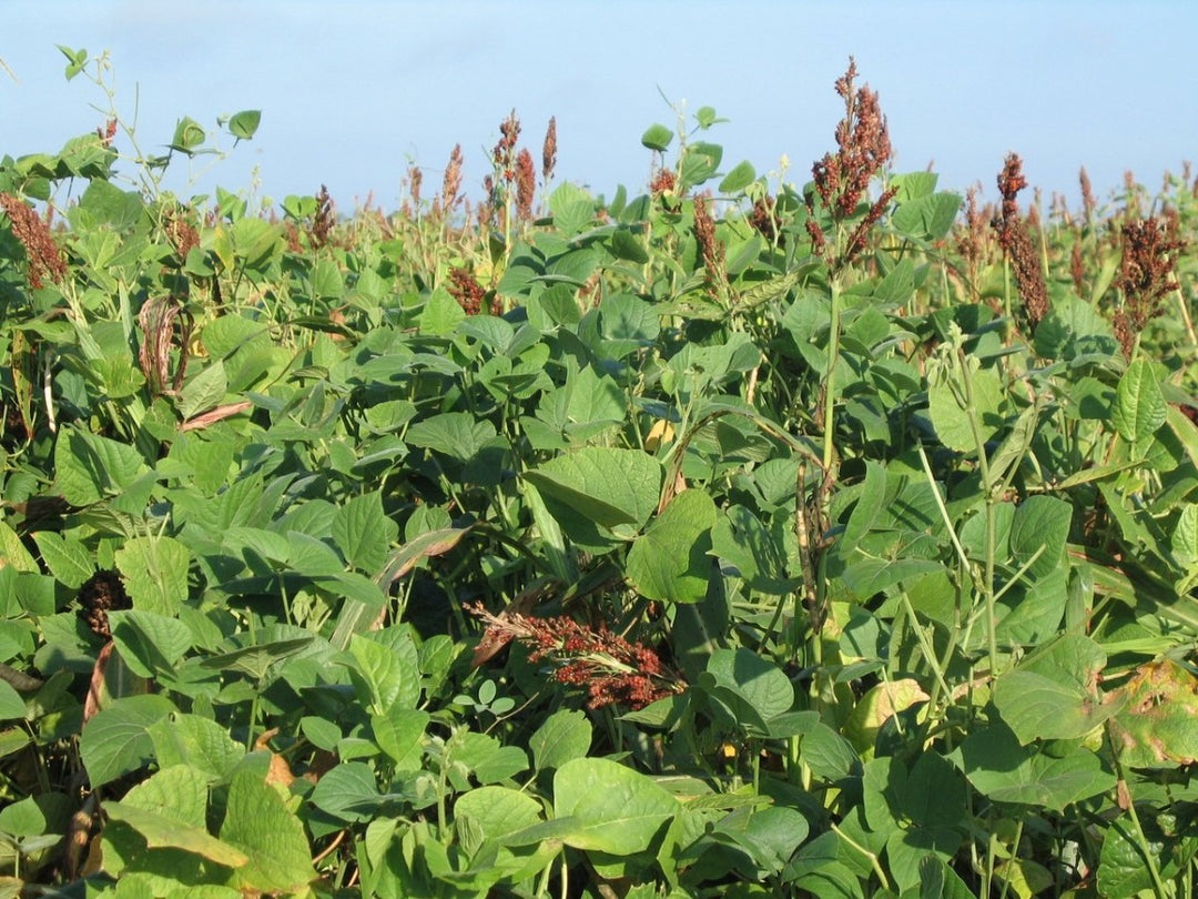 Deer, Turkey, & Game Bird Food Plot Seed — Lablab Plus – Tecomate