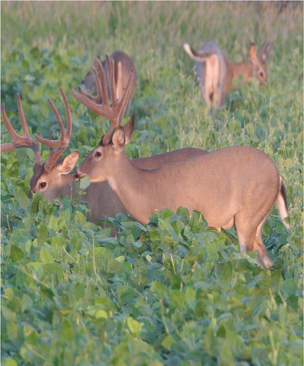 Deer Food Plot Seed — Lablab – Tecomate