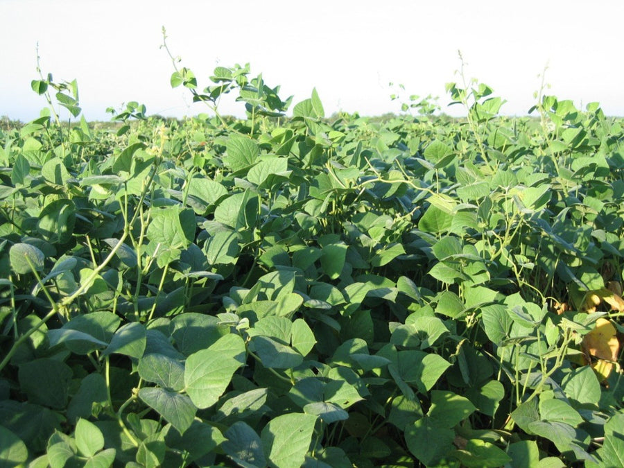 Deer Food Plot Seed — Lablab – Tecomate