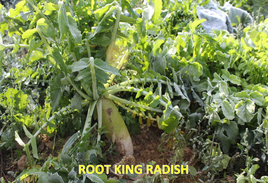 Deer Food Plot Seed — Root King Radish – Tecomate