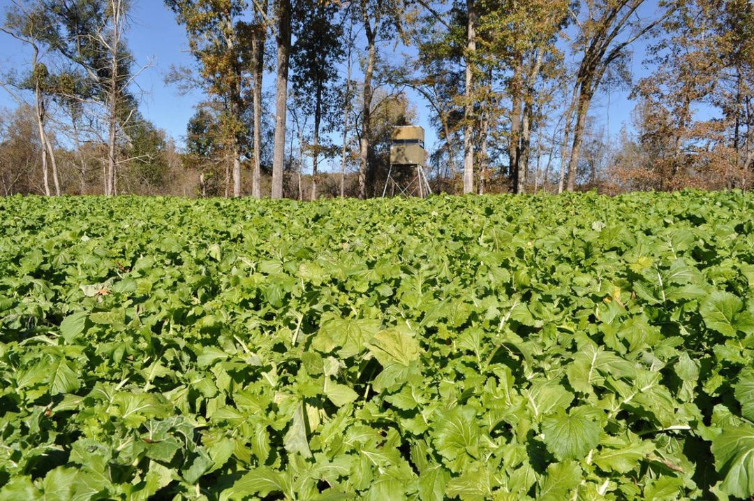 Deer Food Plot Seed — Turbo Turnip – Tecomate