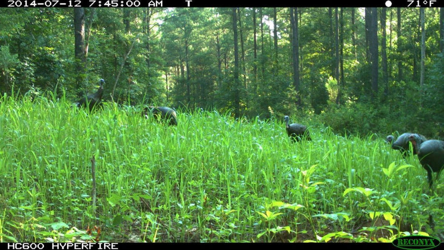 Deer, Turkey, & Game Bird Food Plot Seed — Lablab Plus – Tecomate